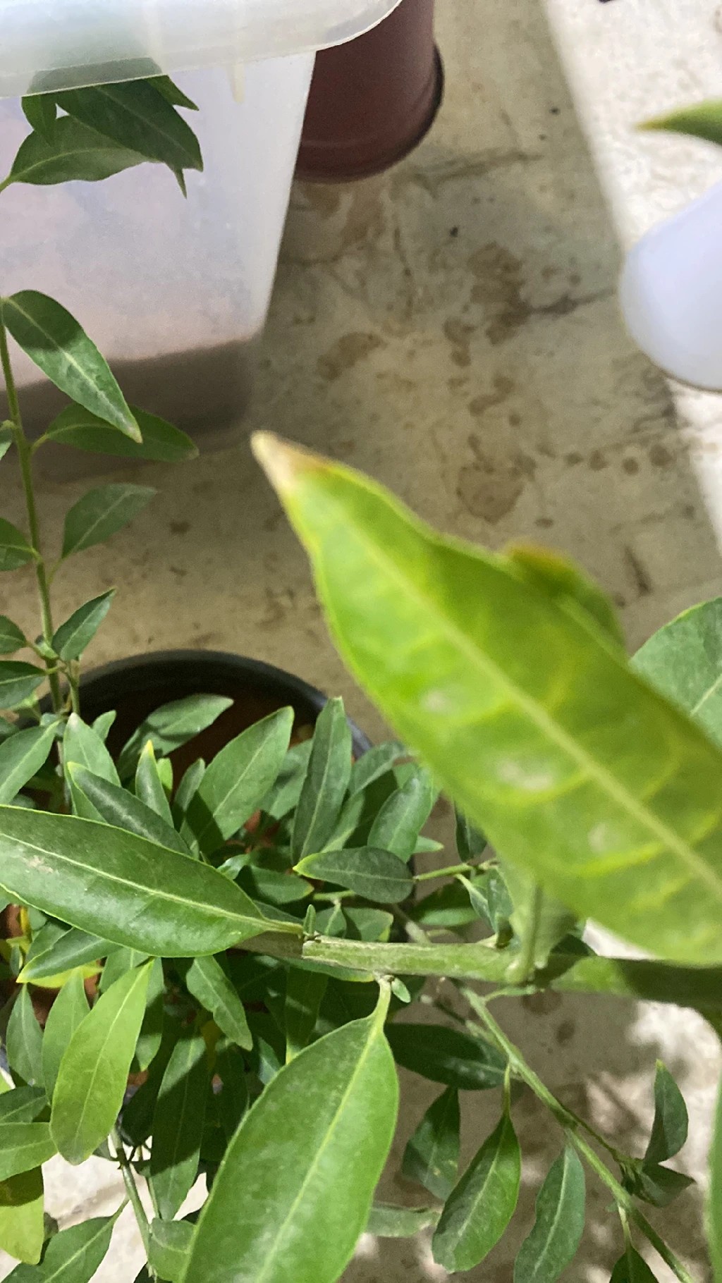 How to Treat Brown blotch yellow edge Disease on Night-blooming jasmine?