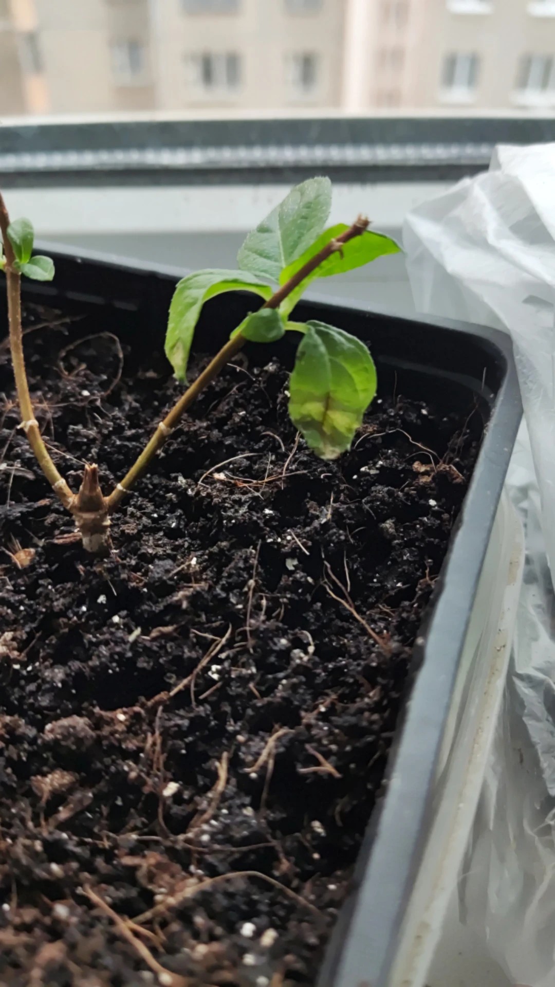 How to Treat Leaf rot Disease on Panicle hydrangea?