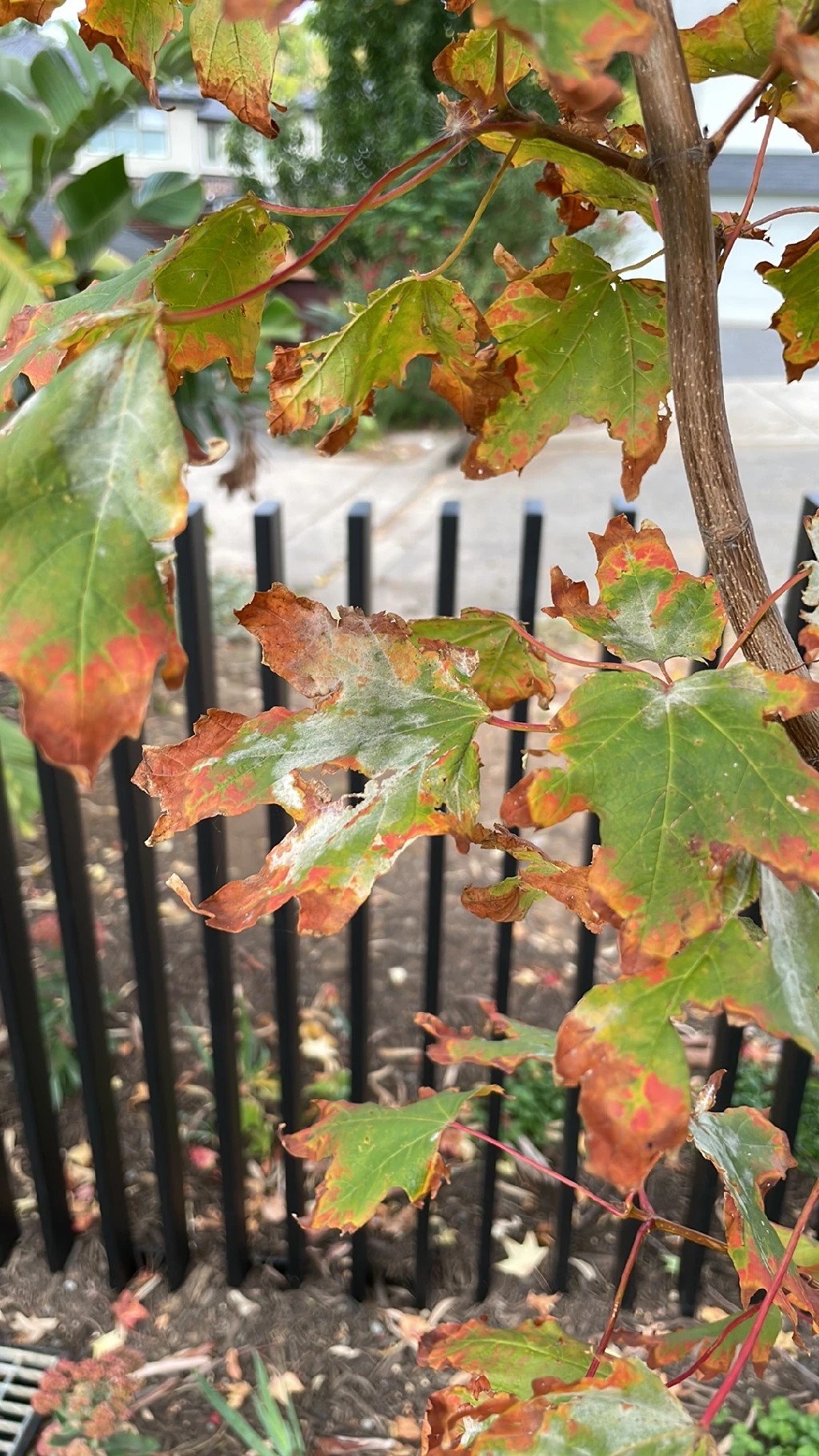 Comment traiter la maladie Tache brune pour Érable rouge