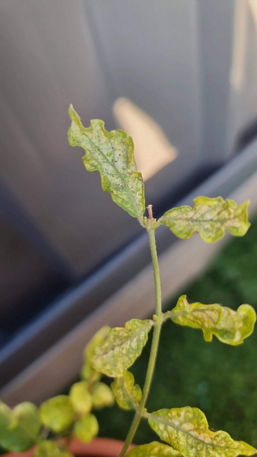 How to Treat Leaf mites Disease on Arabian jasmine?