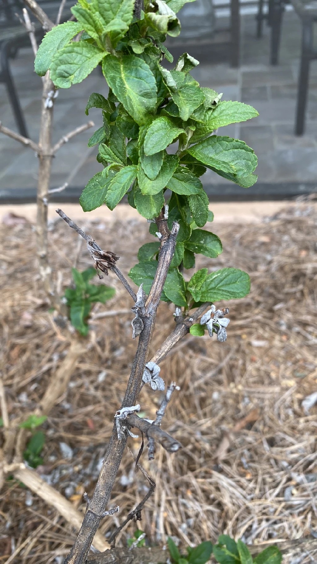 How to Treat Leaf rot Disease on Butterfly bush?
