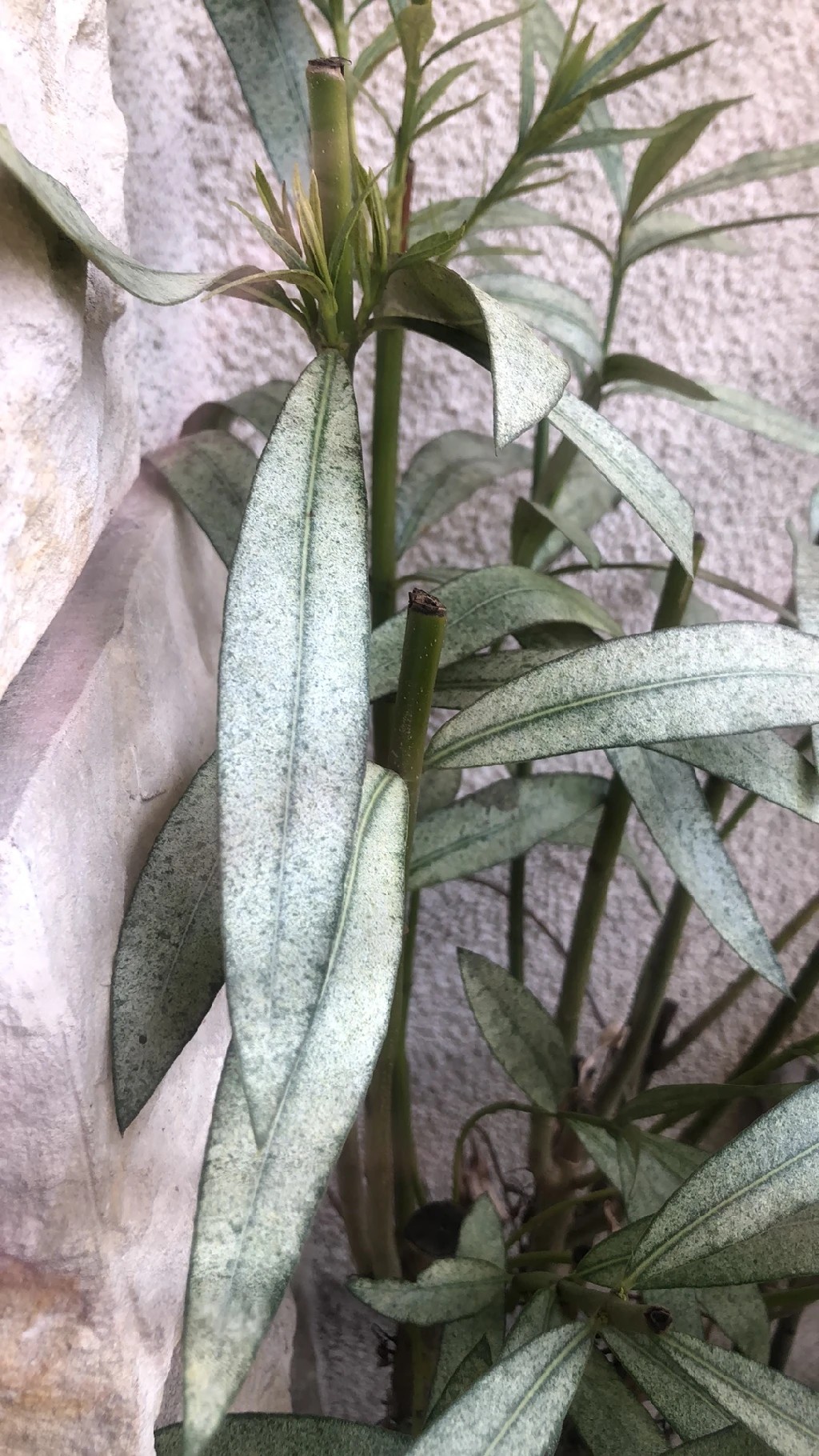 How to Treat Leaf mites Disease on Oleander?