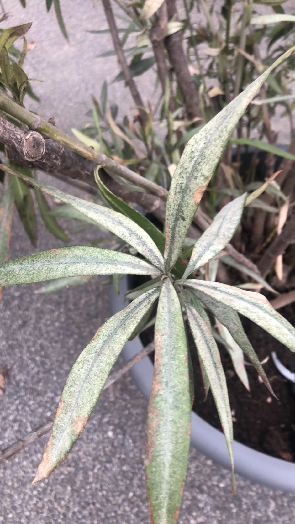 How to Treat Leaf mites Disease on Oleander?