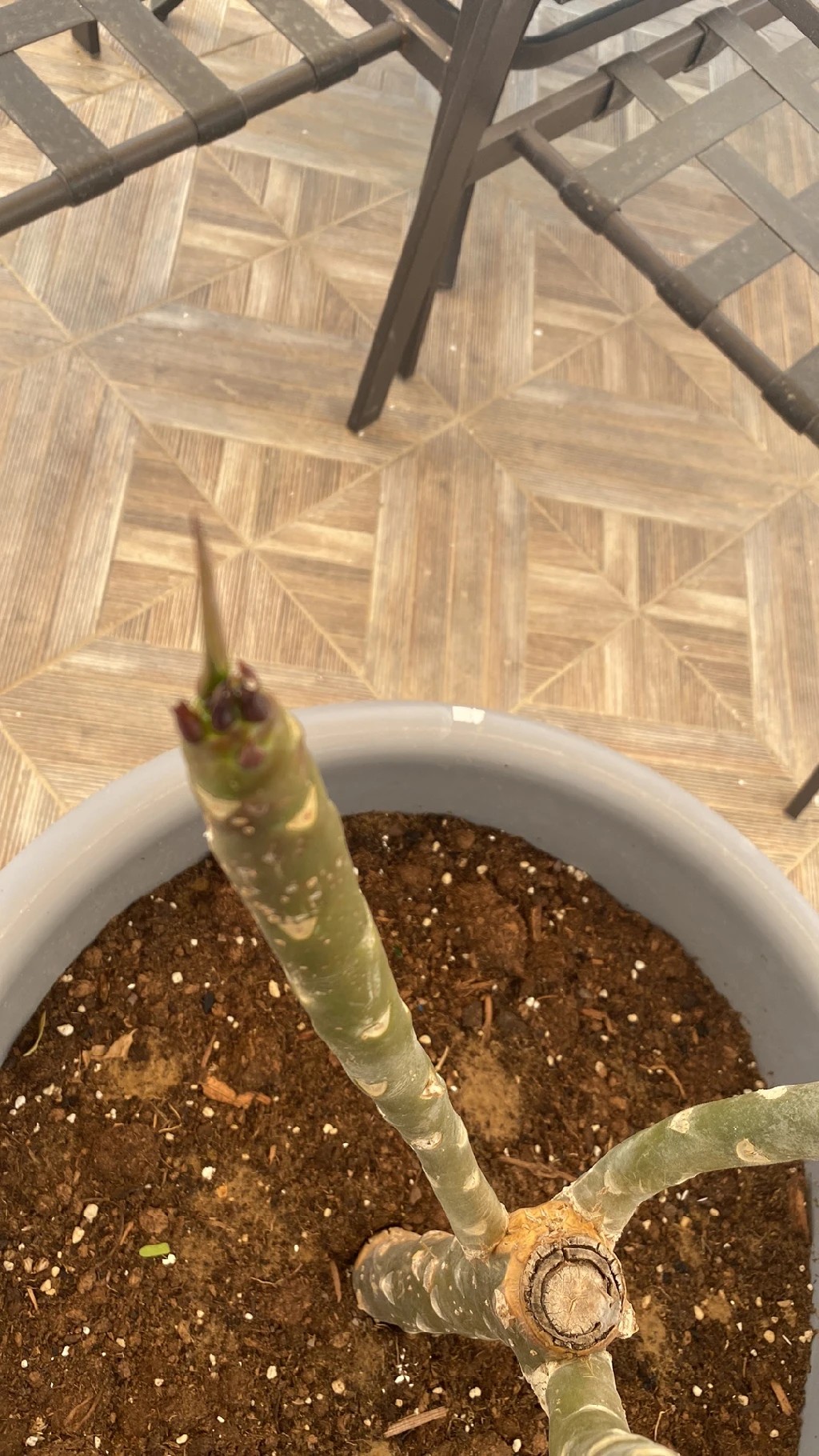 How to Treat Leaf spot Disease on Red frangipani?