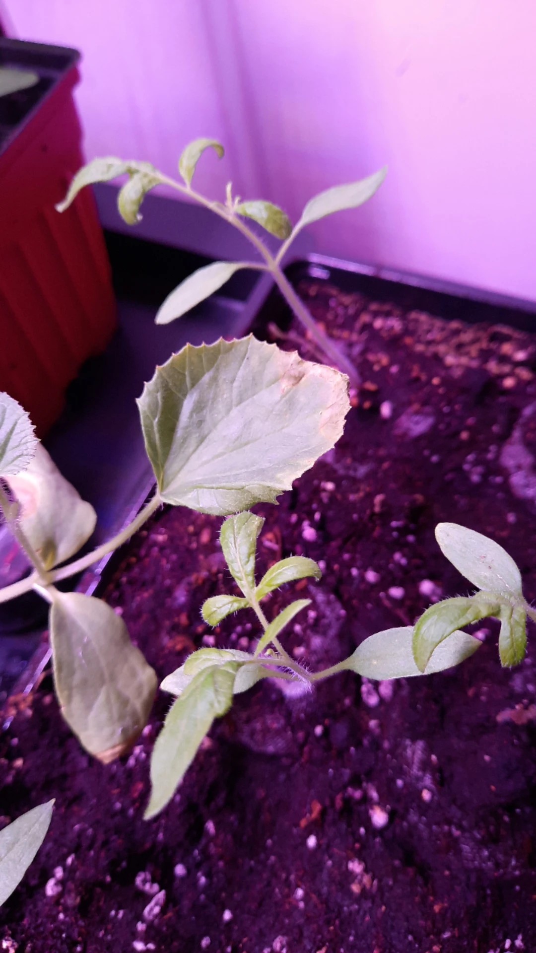 How to Treat Brown blotch yellow edge Disease on Cantaloupe?