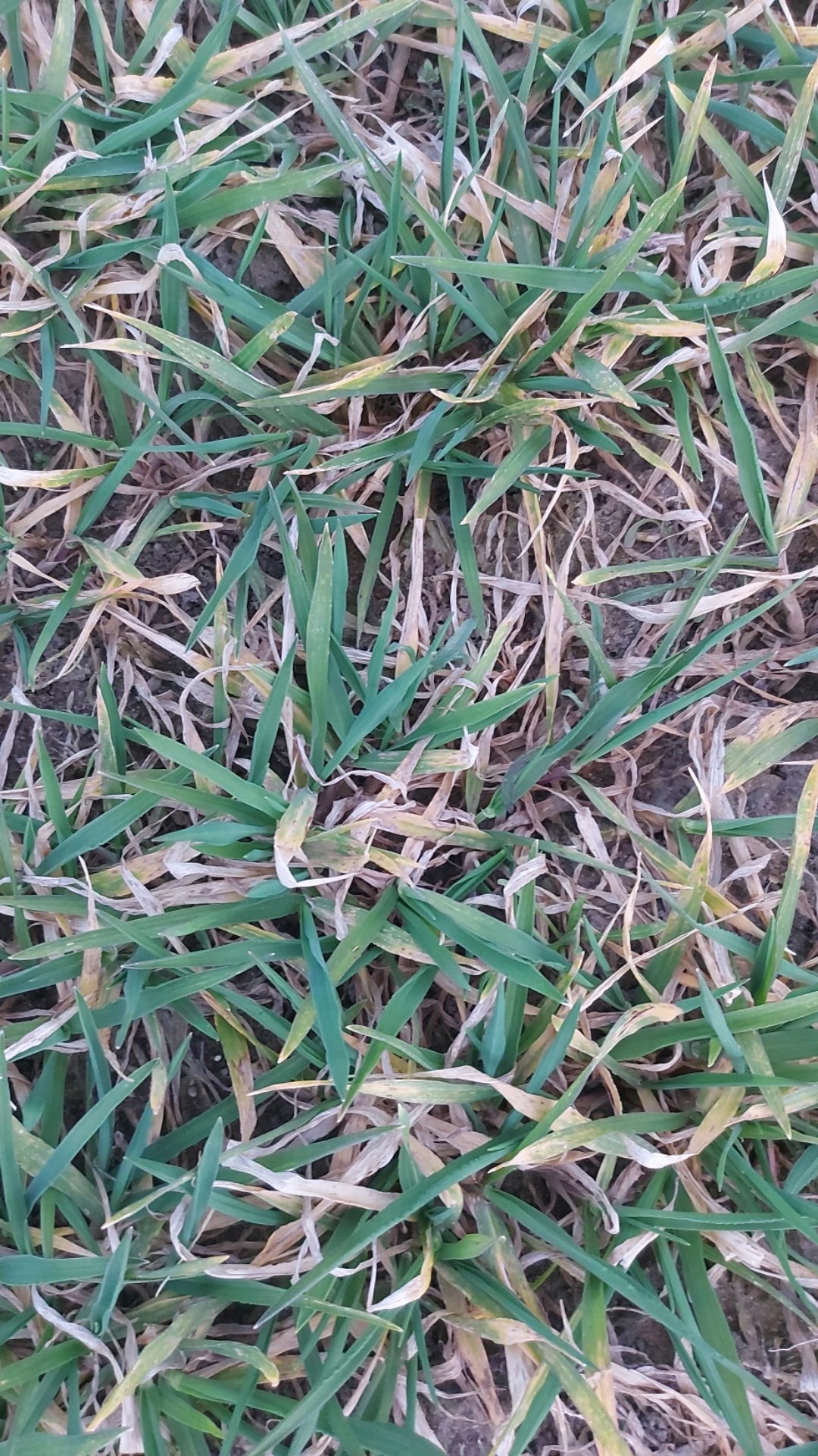How to Treat Leaf blight Disease on Bermuda grass?