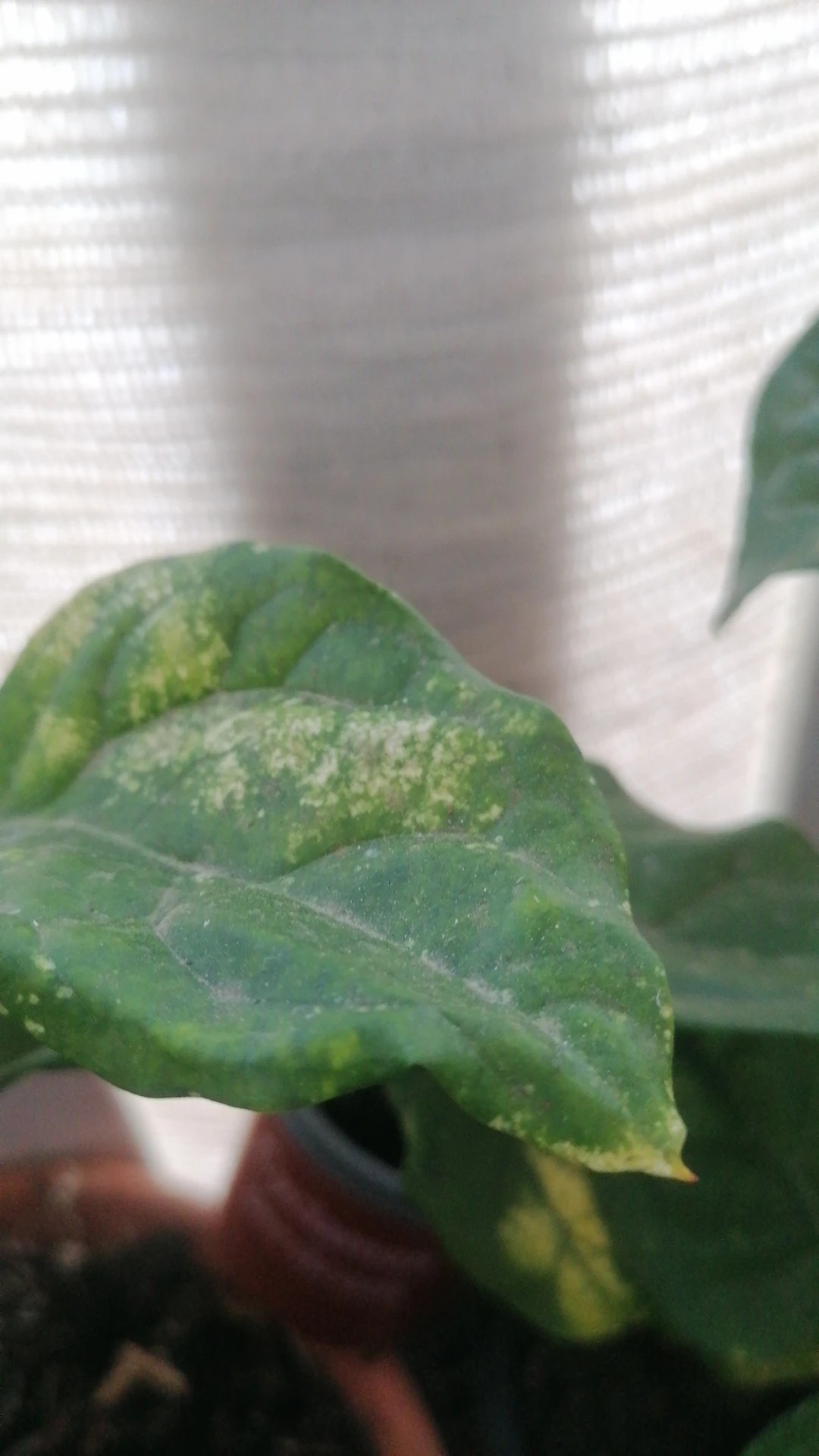 How to Treat Leaf mites Disease on Arabian jasmine?