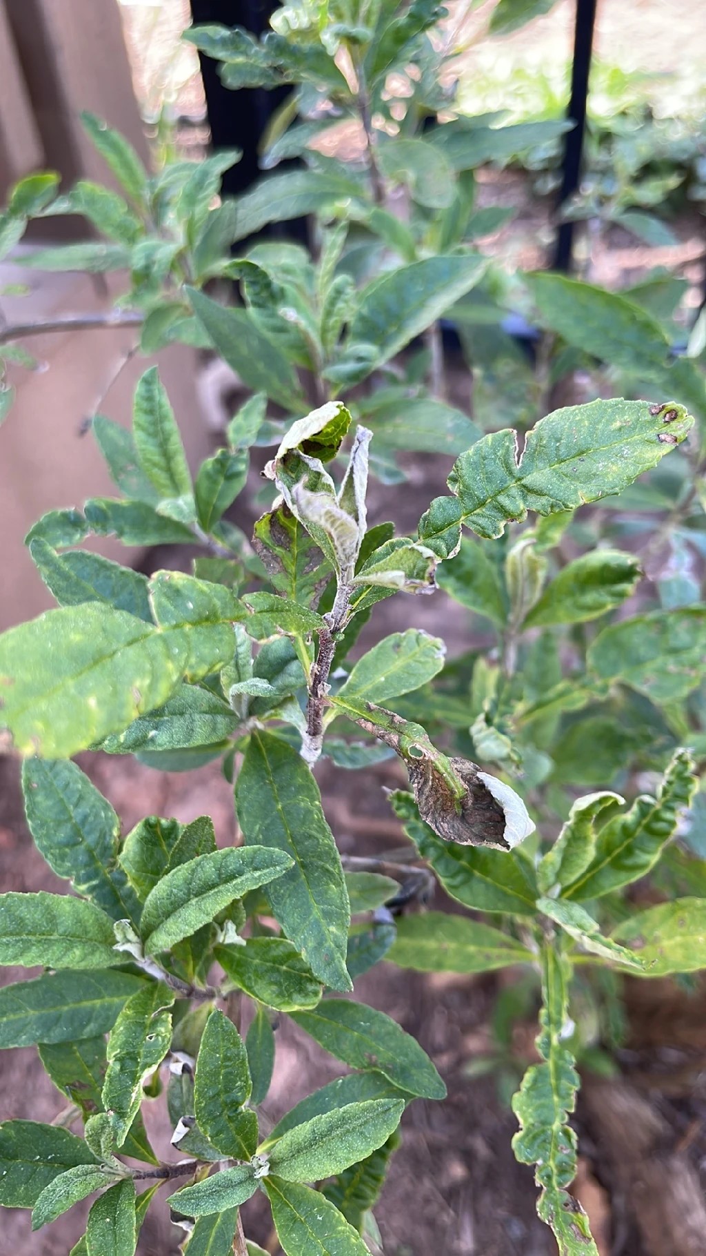 How to Treat Leaf rot Disease on Butterfly bush?