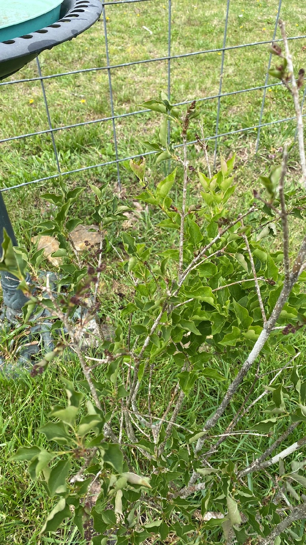 How to Treat Wilting Disease on Common lilac?