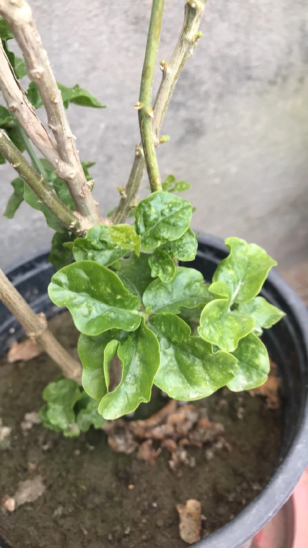 How to Treat Leaf mites Disease on Arabian jasmine?