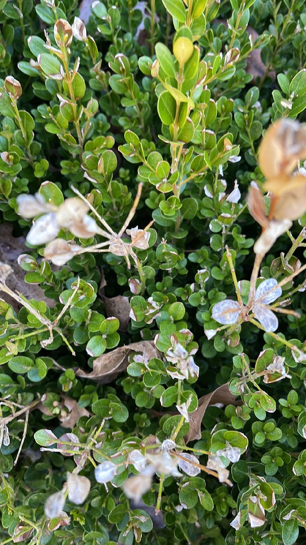How to Treat Leaf miners Disease on Common boxwood?