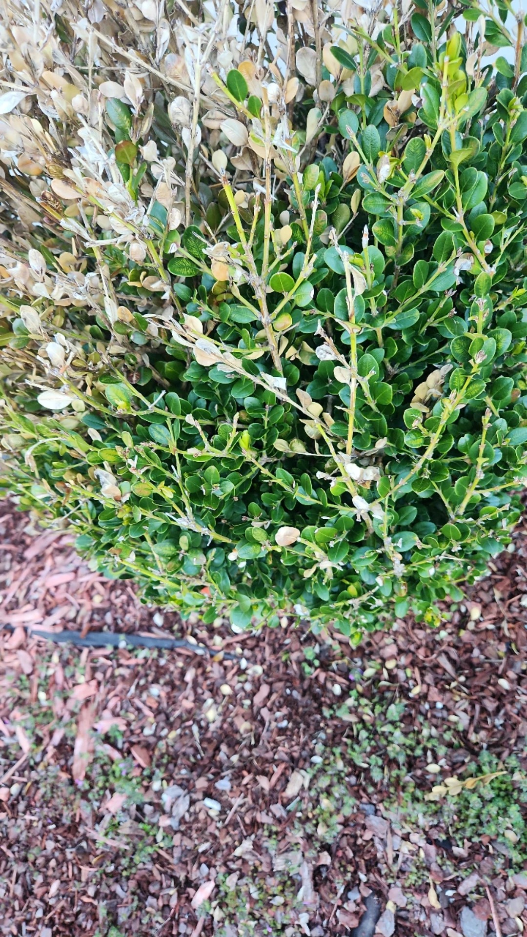 How to Treat Leaf miners Disease on Common boxwood?
