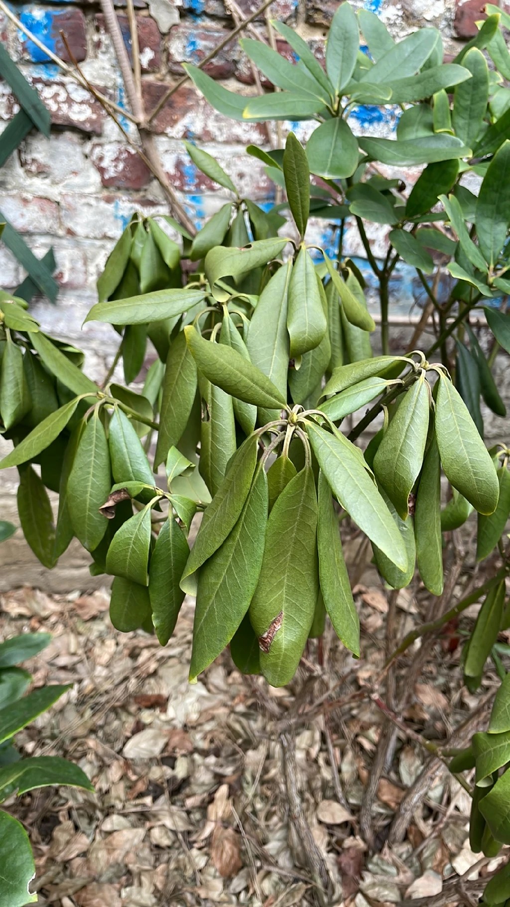 How to Treat Wilting Disease on Great laurel?