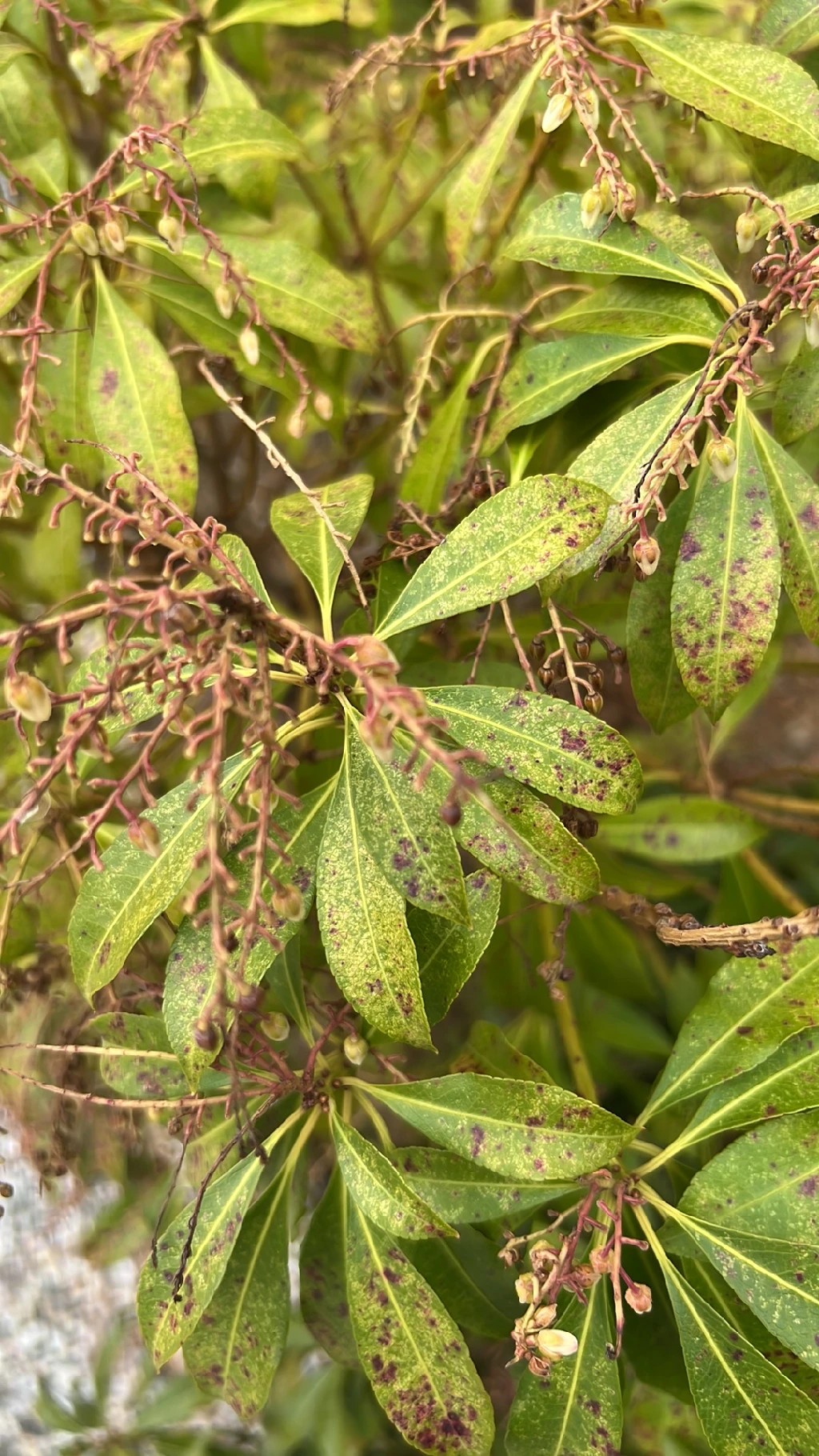 How to Treat Brown blotch Disease on Japanese pieris?