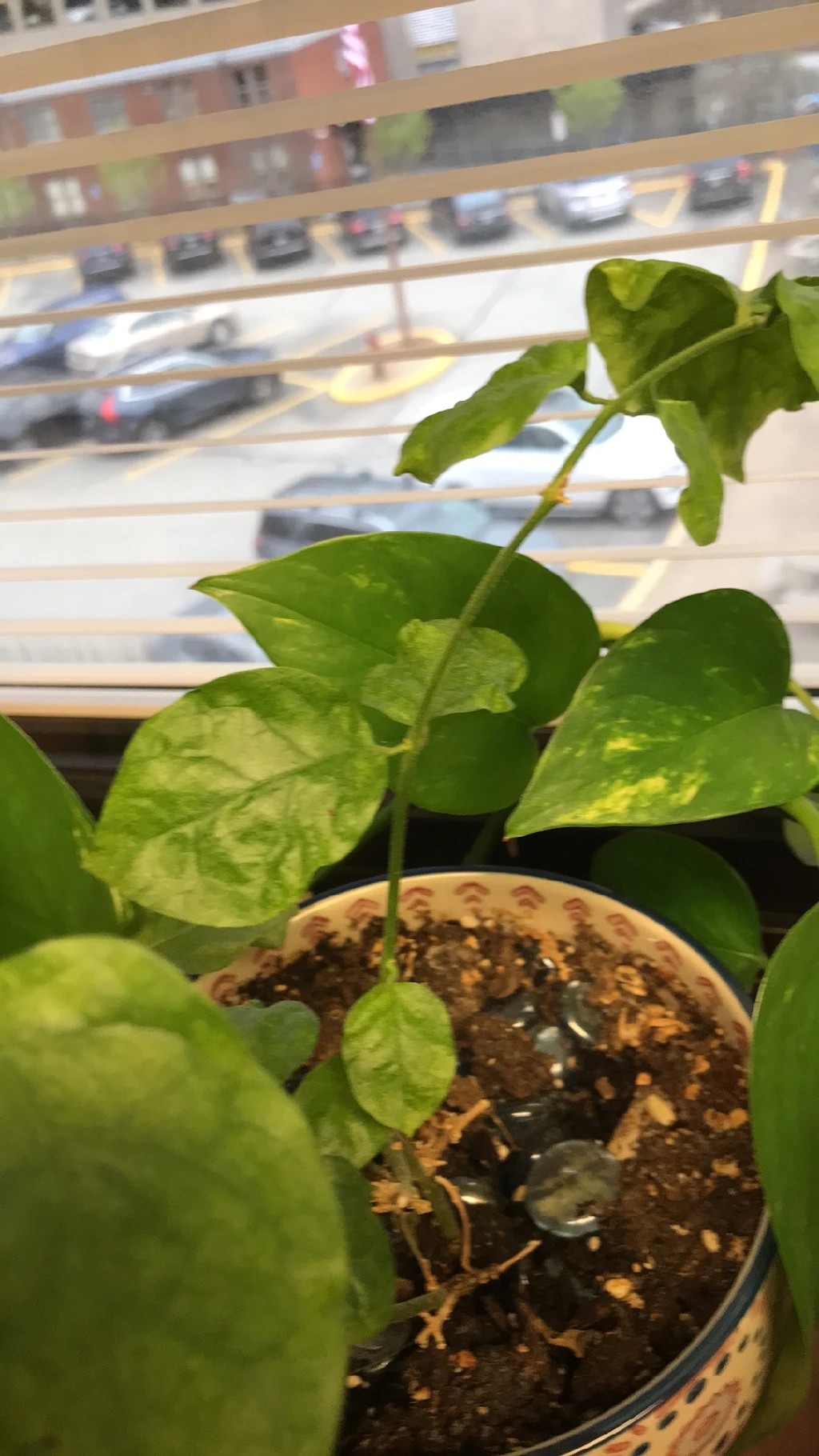 How to Treat Leaf mites Disease on Arabian jasmine?