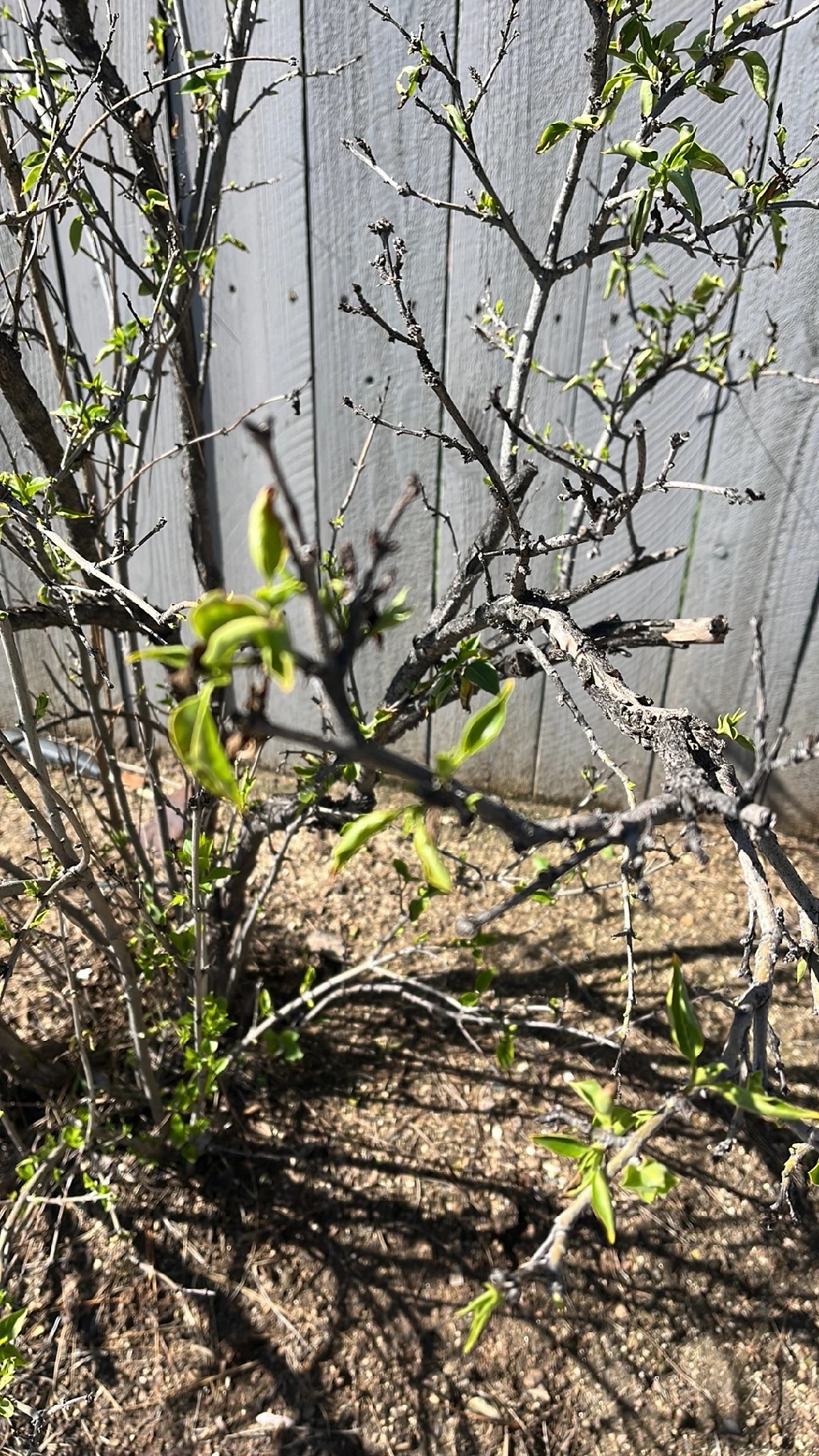 How to Treat Wilting Disease on Common lilac?