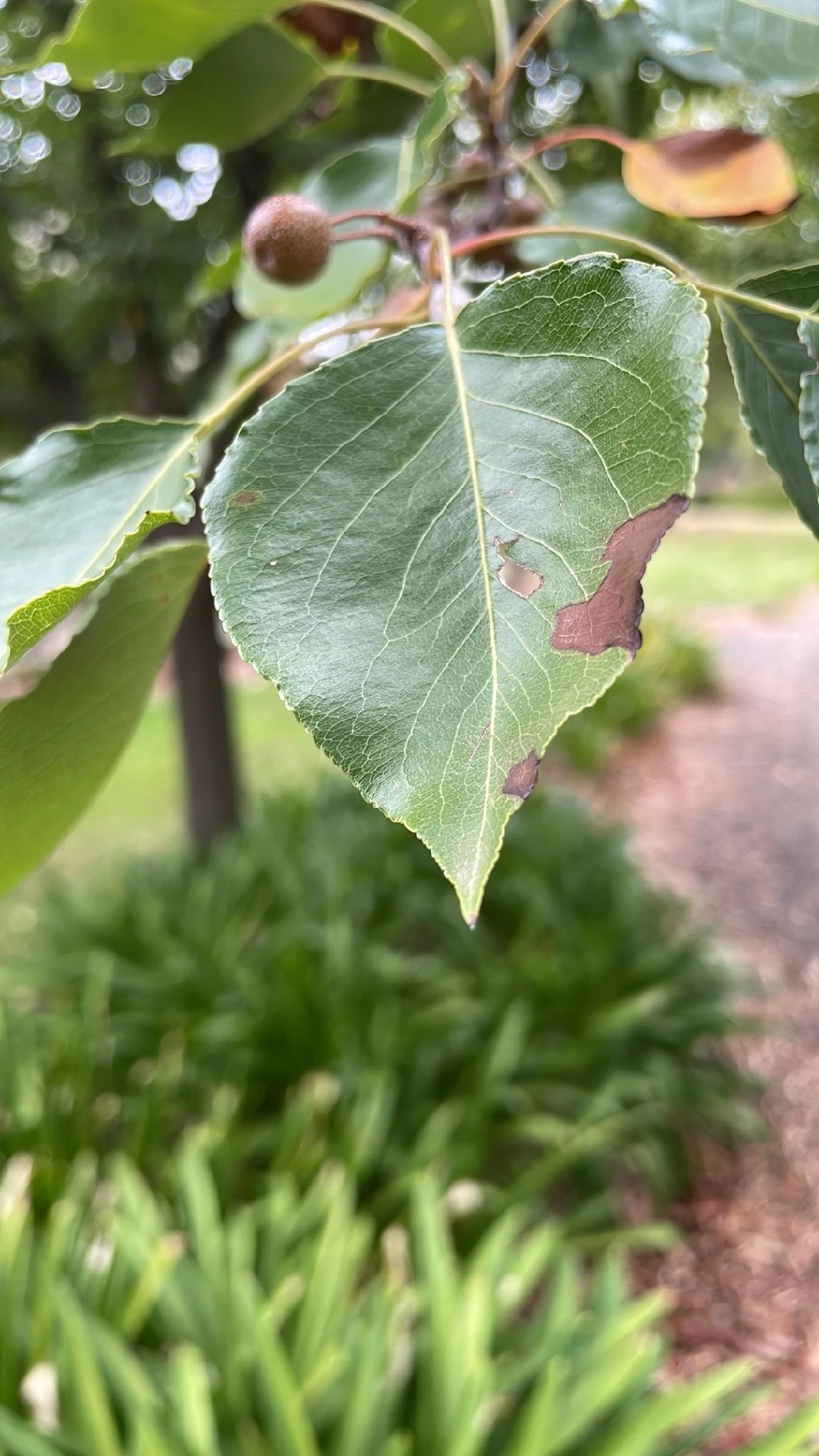 How to Treat Brown blotch Disease on Bradford pear?