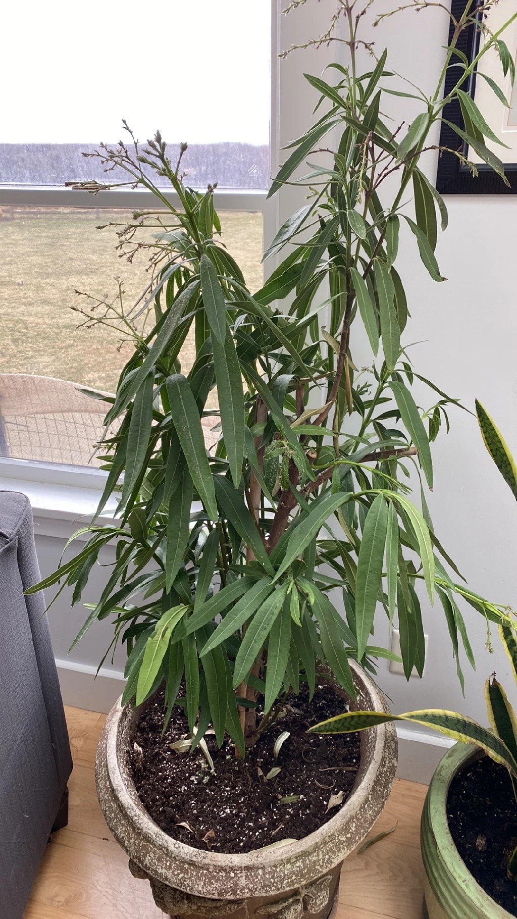 How to Treat Aphids Disease on Oleander?
