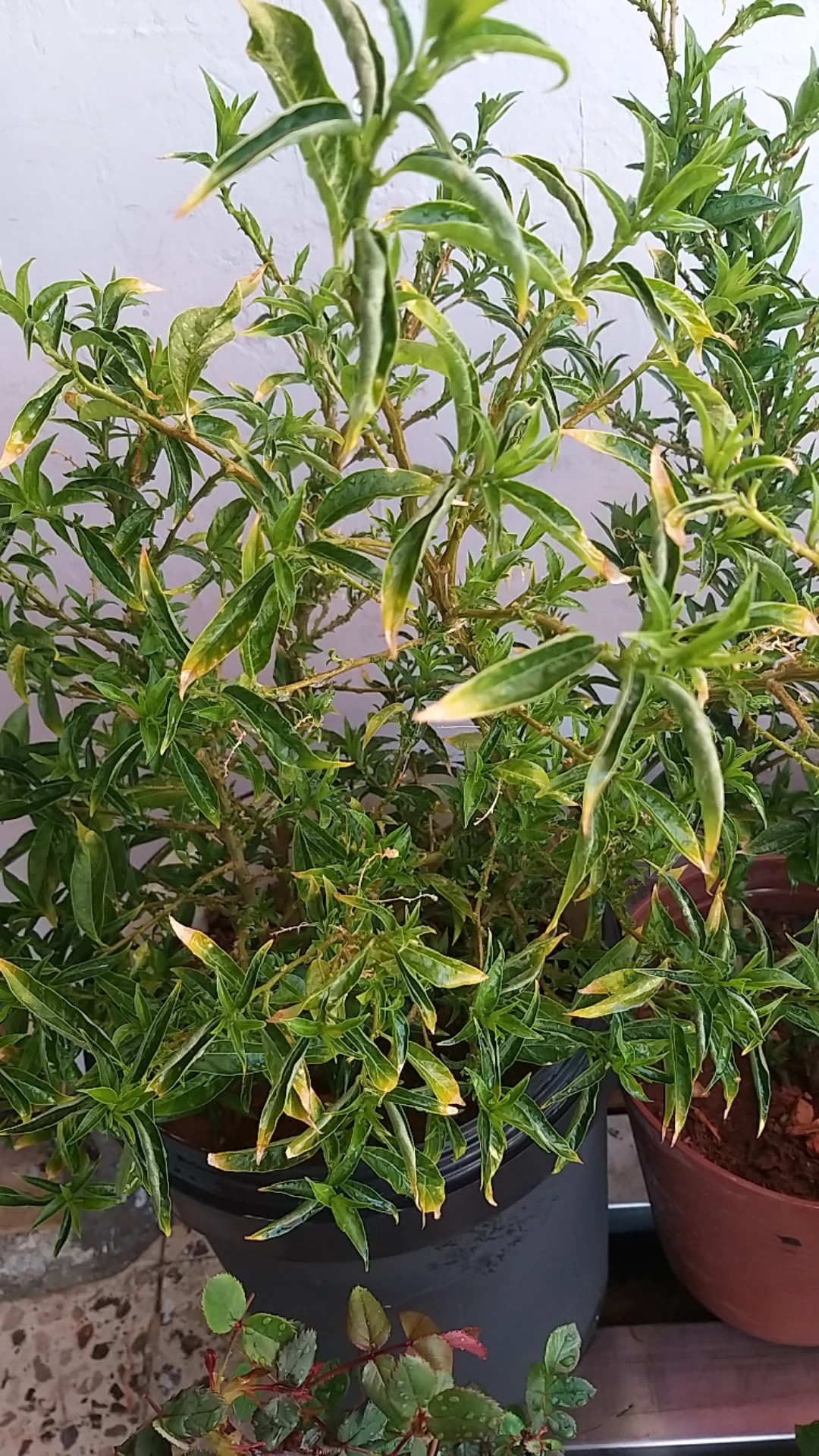 How to Treat Brown blotch yellow edge Disease on Night-blooming jasmine?