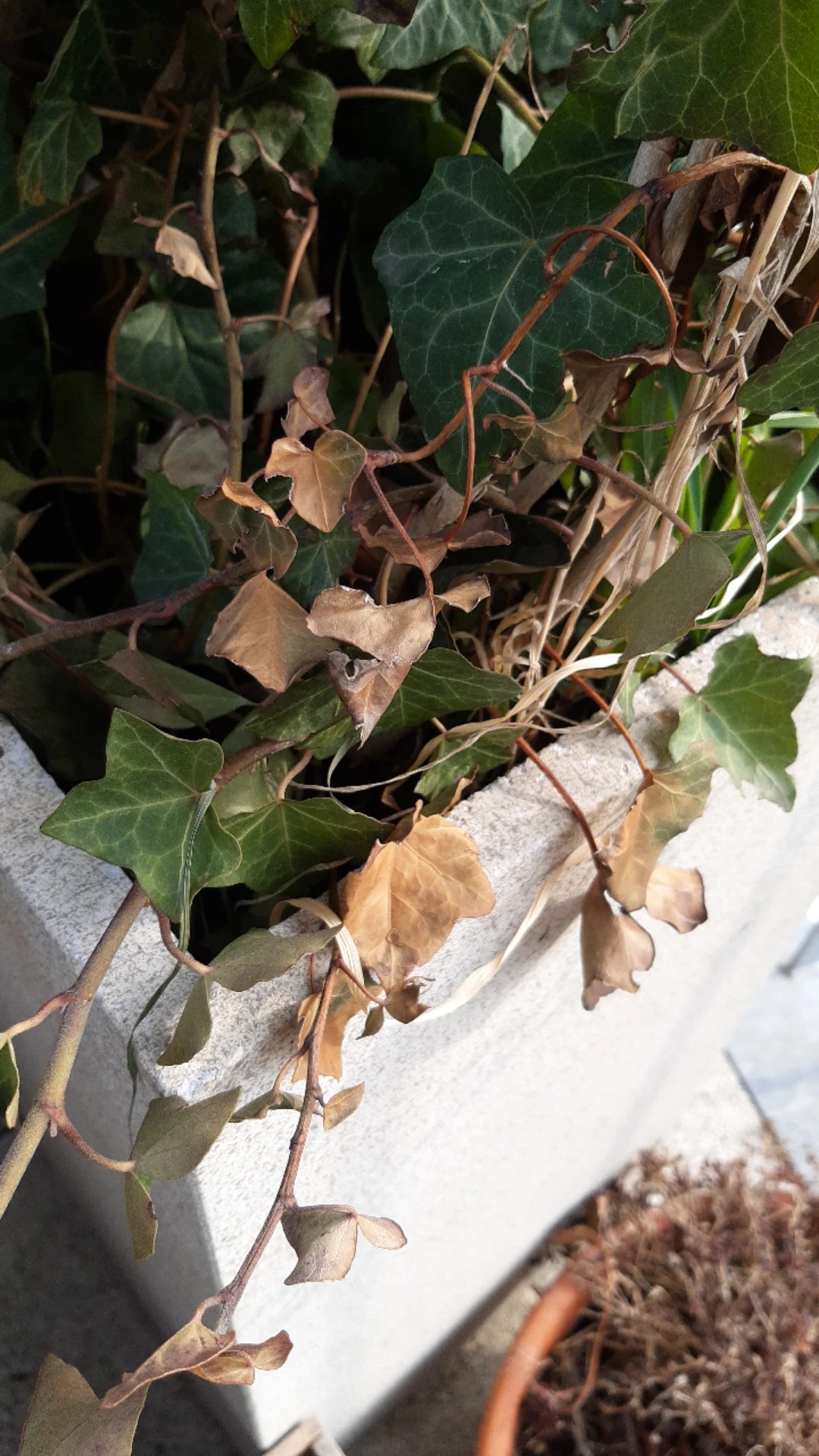 How to Treat Leaf blight Disease on English ivy?