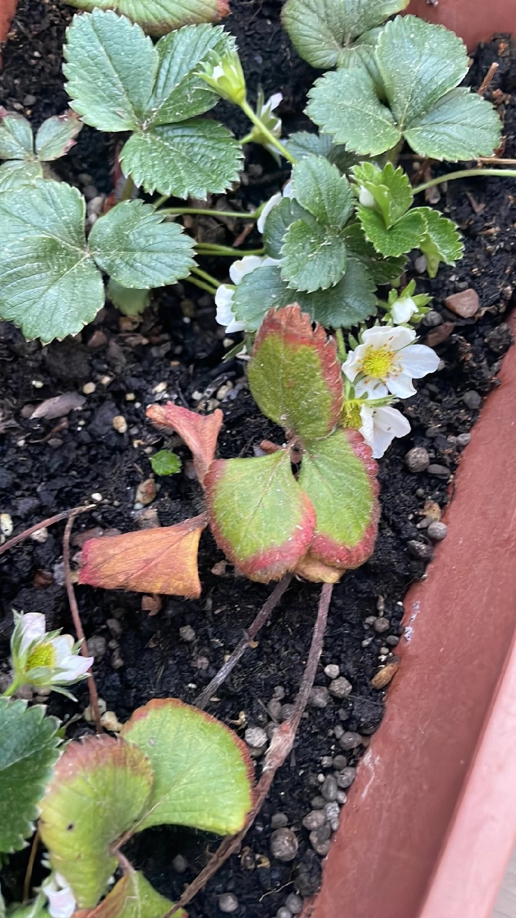 How to Treat Leaf blight Disease on Woodland strawberry?