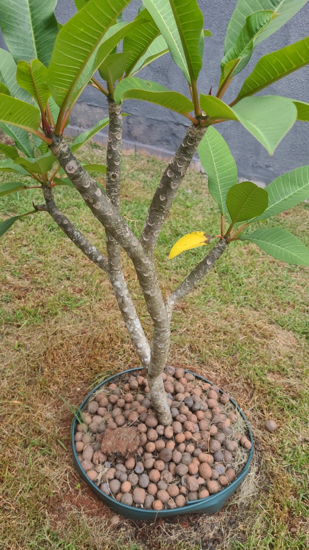 Frangipani Care In Winter - Infoupdate.org