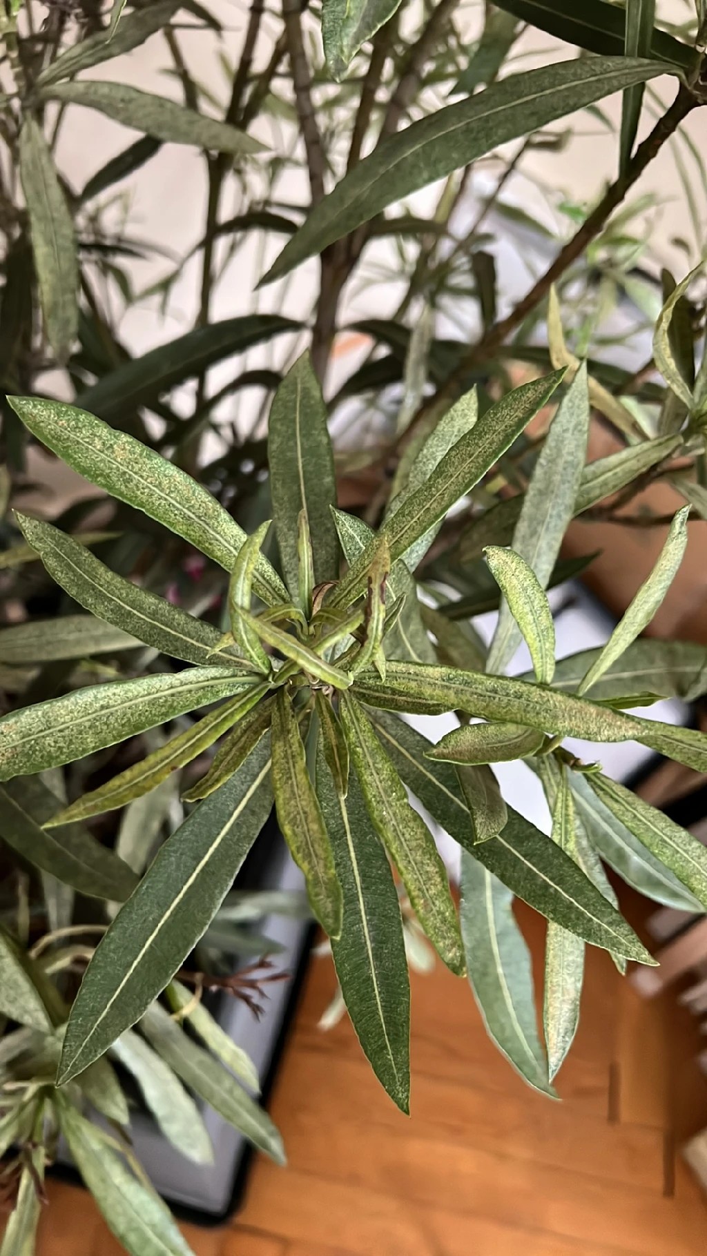 How to Treat Leaf mites Disease on Oleander?