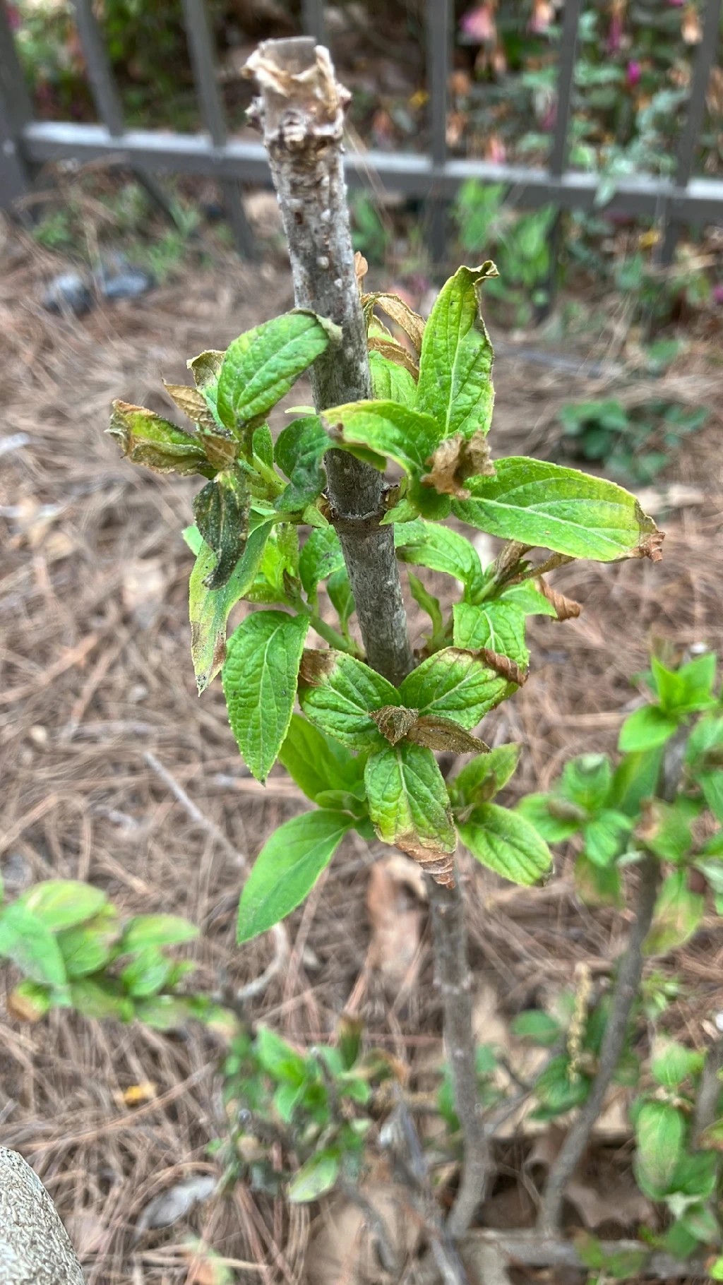 How to Treat Leaf rot Disease on Panicle hydrangea?
