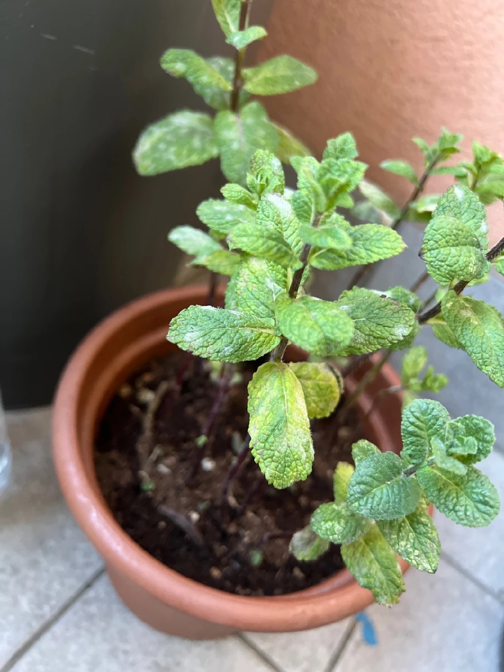 How to Treat Powdery mildew Disease on Apple mint?
