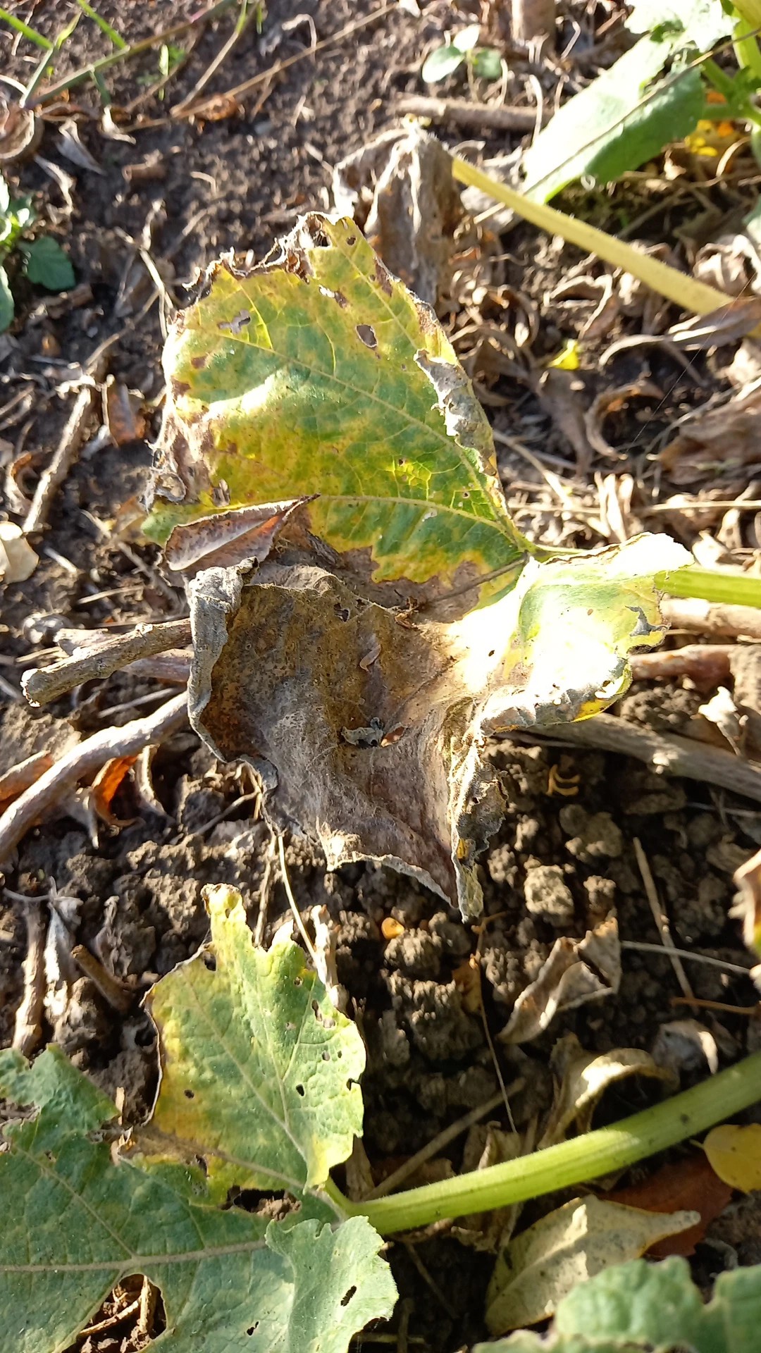 How to Treat Brown blotch yellow edge Disease on Winter squash?