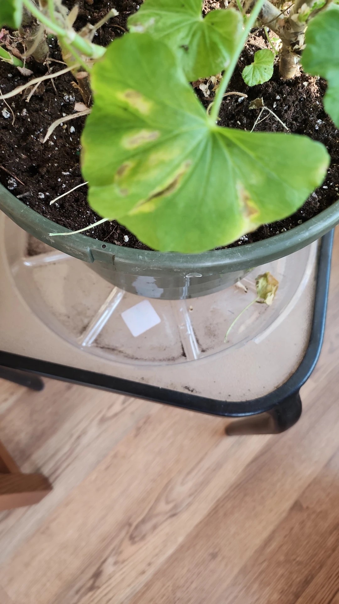 Wie behandelt man die Krankheit Braune Flecken bei Pelargonium hortorum?