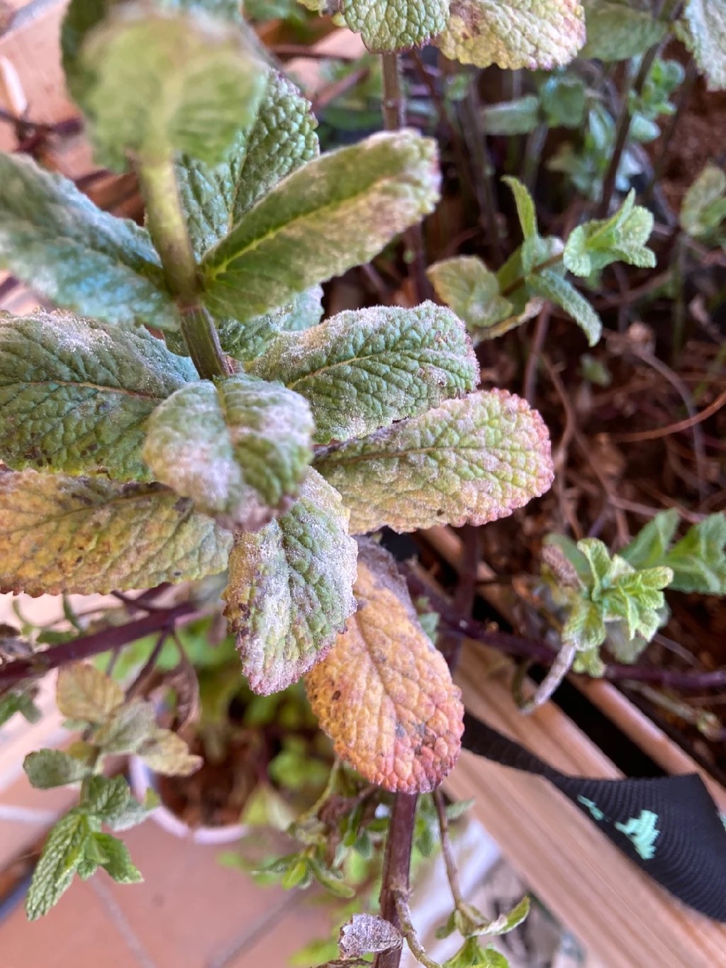 How to Treat Powdery mildew Disease on Apple mint?