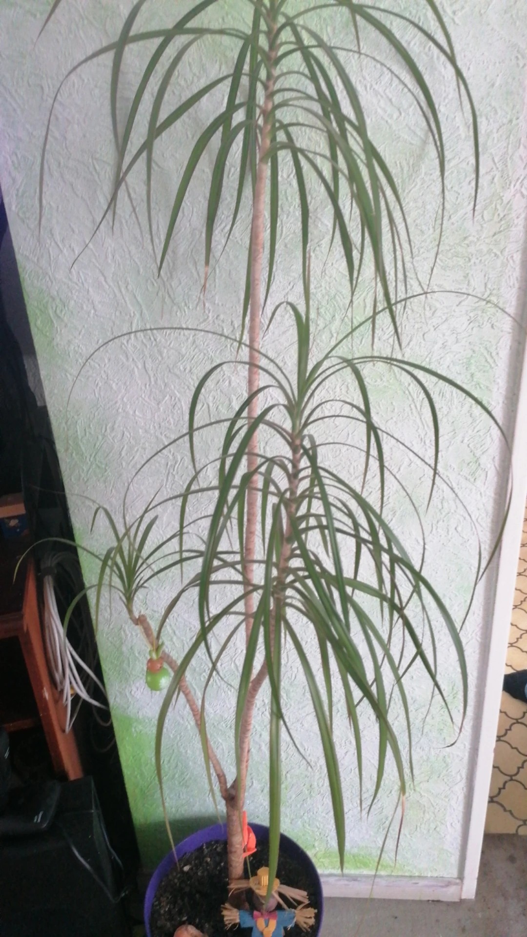 Madagascar Dragon Tree Plant
