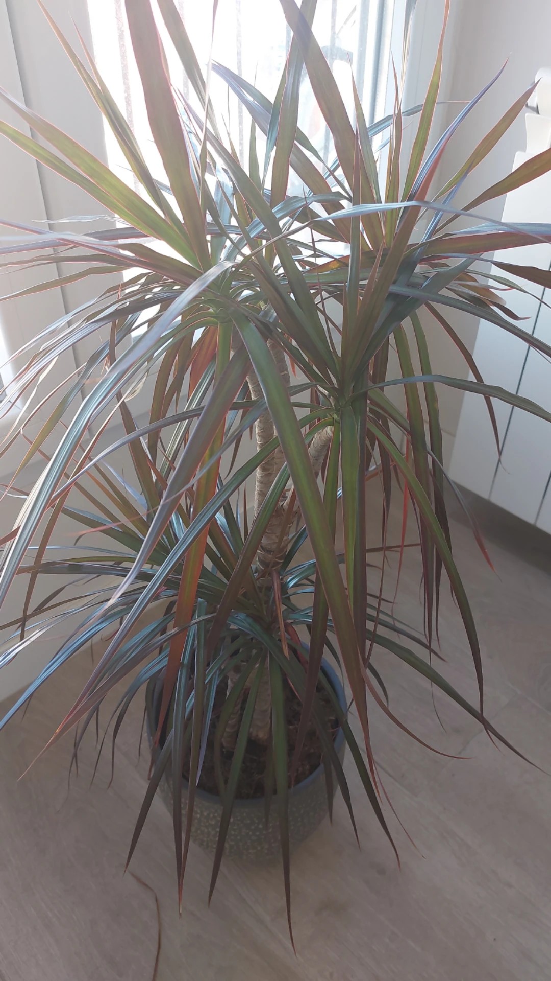 How to Treat Leaf blight Disease on Madagascar dragon tree?