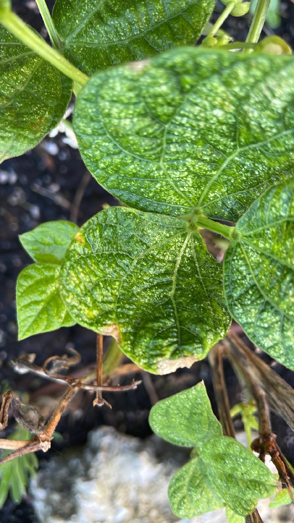 How to Treat Leaf mites Disease on Common bean?