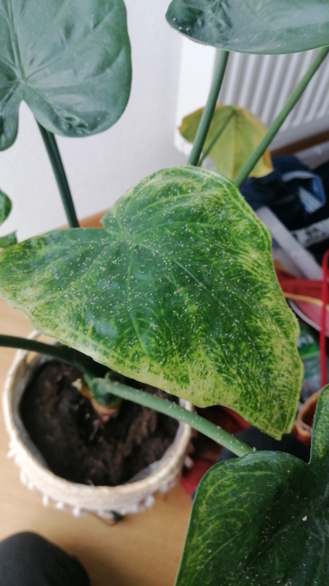 How to Treat Leaf mites Disease on Chinese taro?
