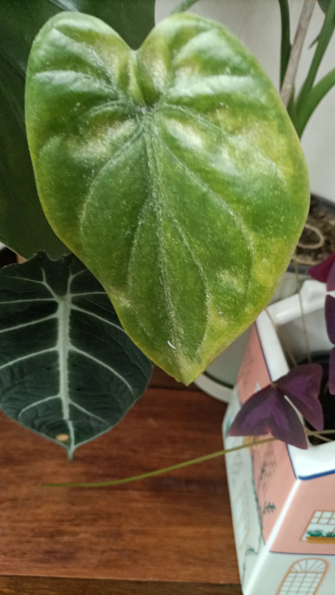 How to Treat Leaf mites Disease on Chinese taro?