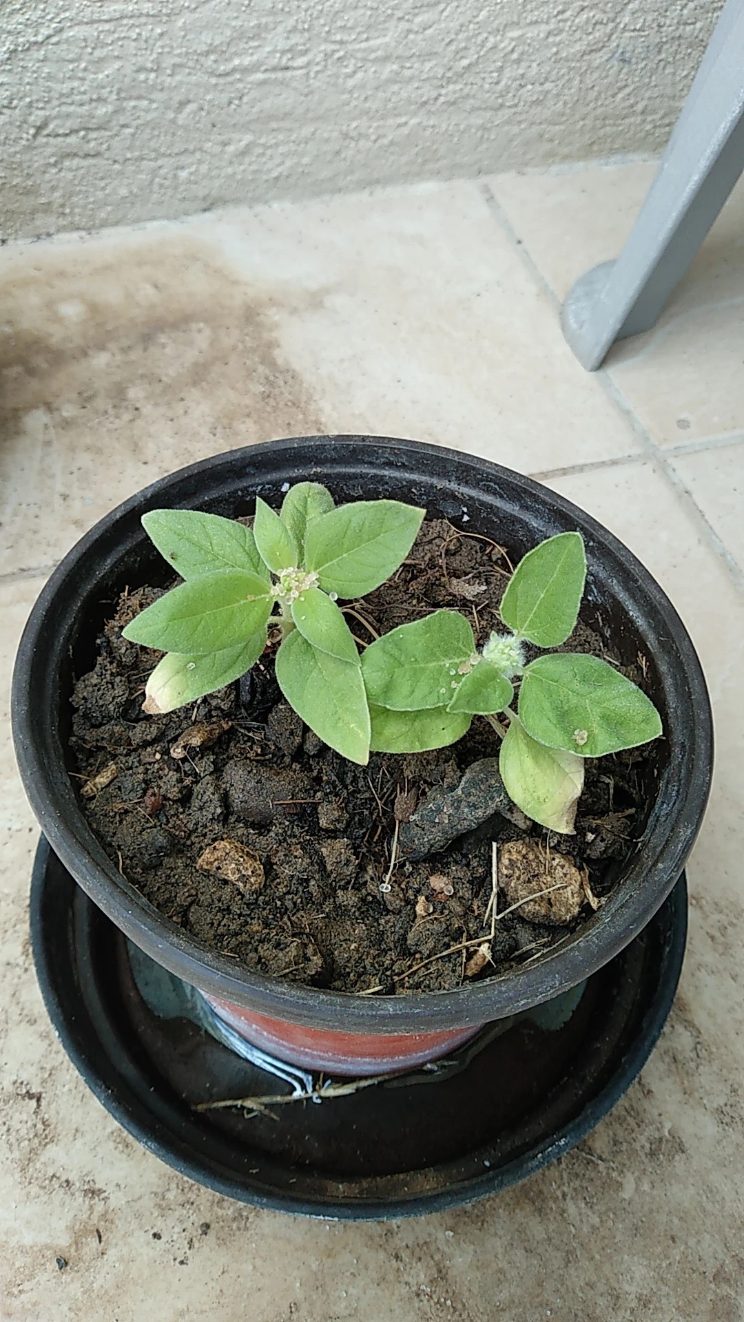 How to Treat Leaf rot Disease on Common sunflower?