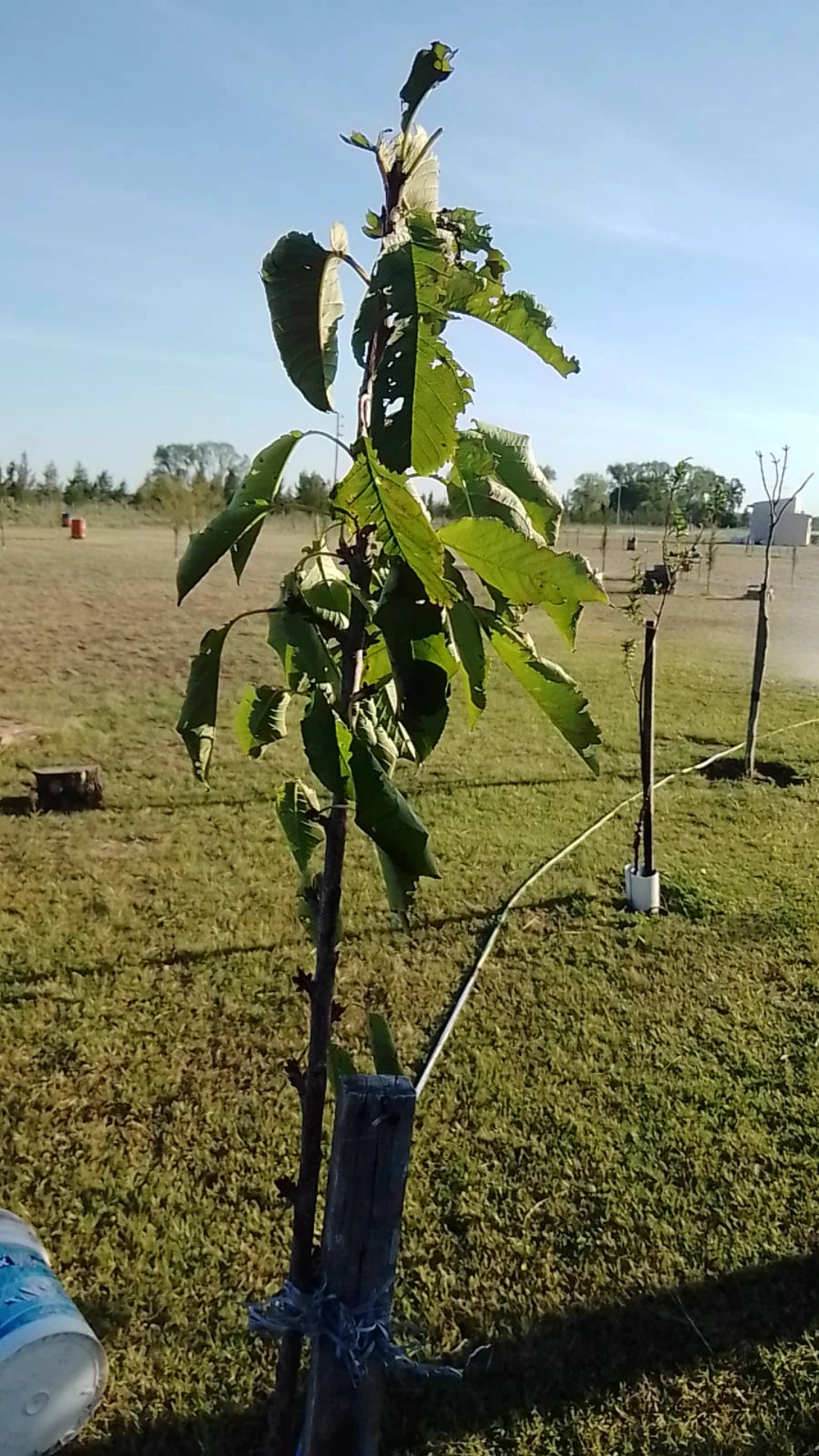 How to Treat Wilting Disease on Sweet cherry?