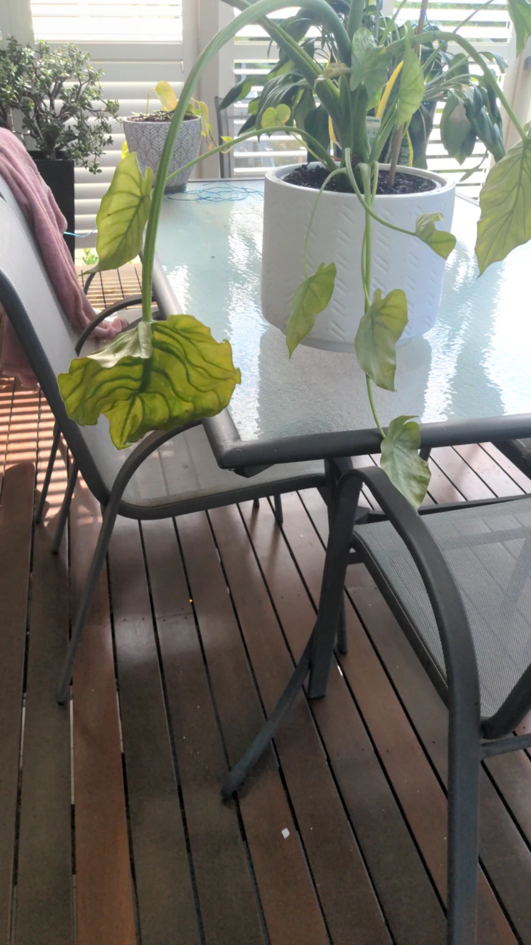 How to Treat Leaf mites Disease on Chinese taro?