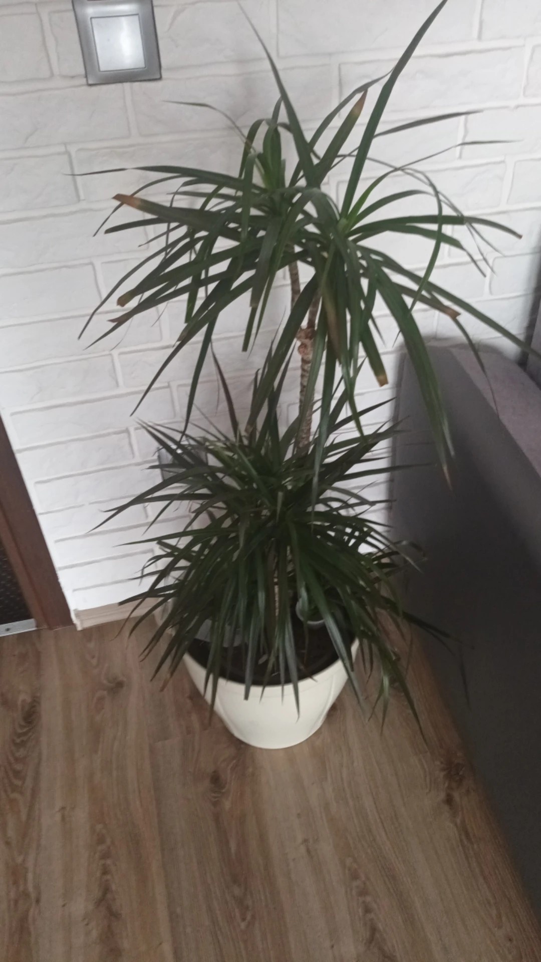 How to Treat Leaf blight Disease on Madagascar dragon tree?