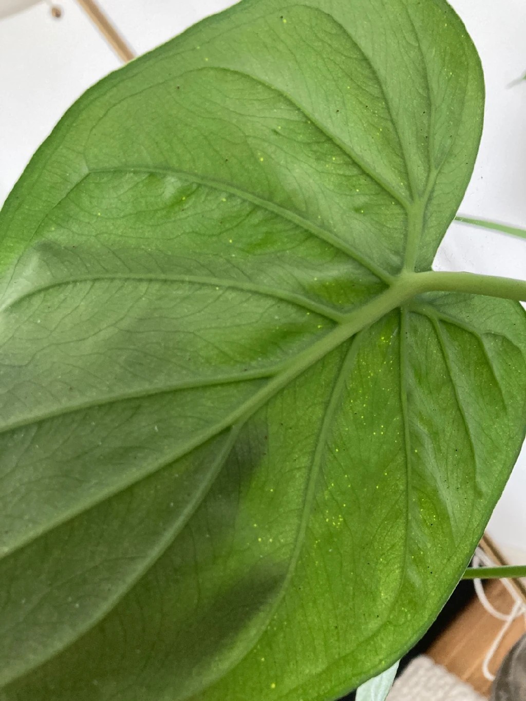 How to Treat Leaf mites Disease on Chinese taro?