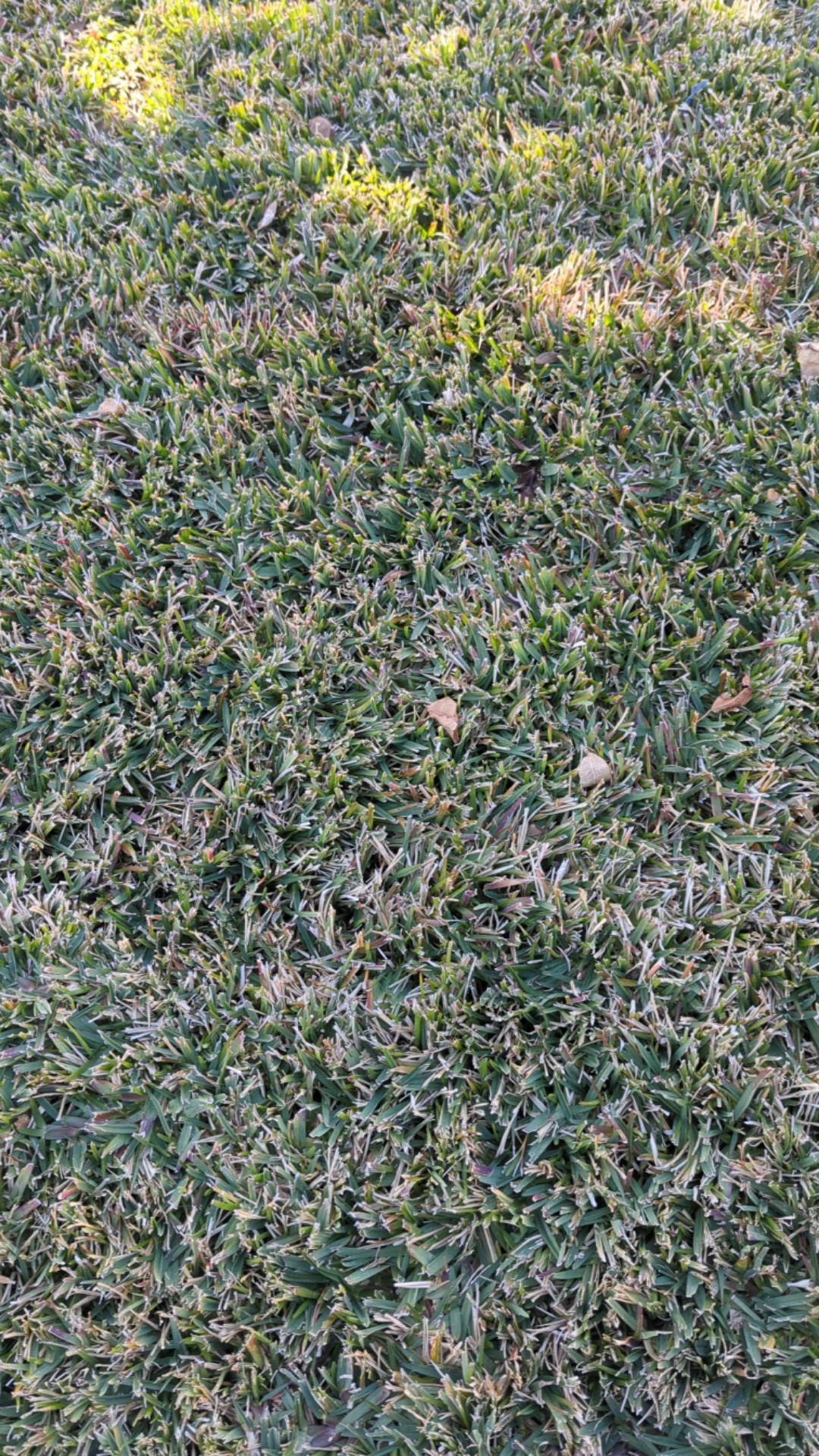 How to Treat Leaf blight Disease on Buffalo grass?