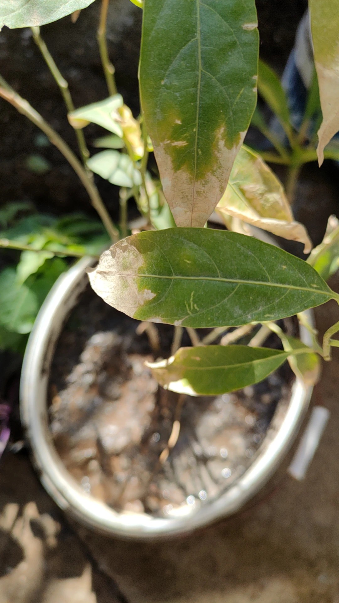 How to Treat Leaf blight Disease on Night-blooming jasmine?