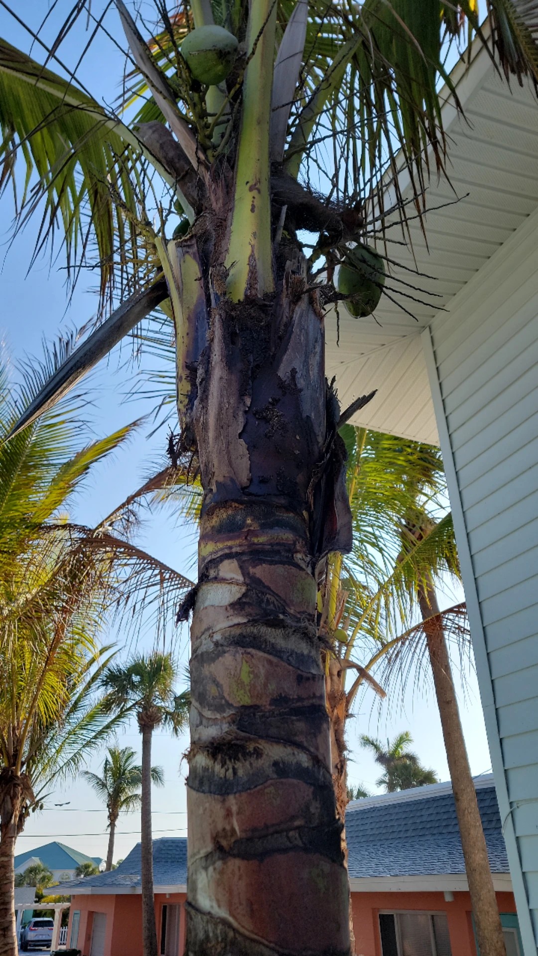 How to Treat Leaf blight Disease on Common coconut palm?
