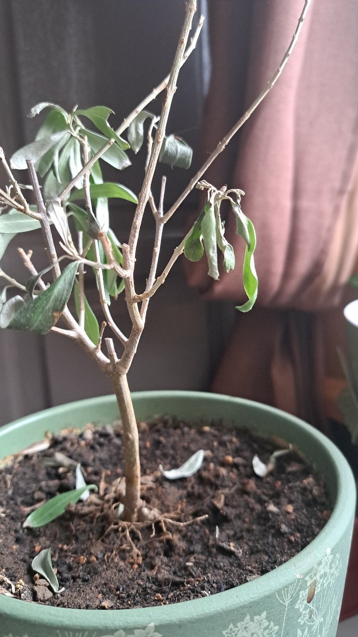 How to Treat Wilting Disease on Olive?