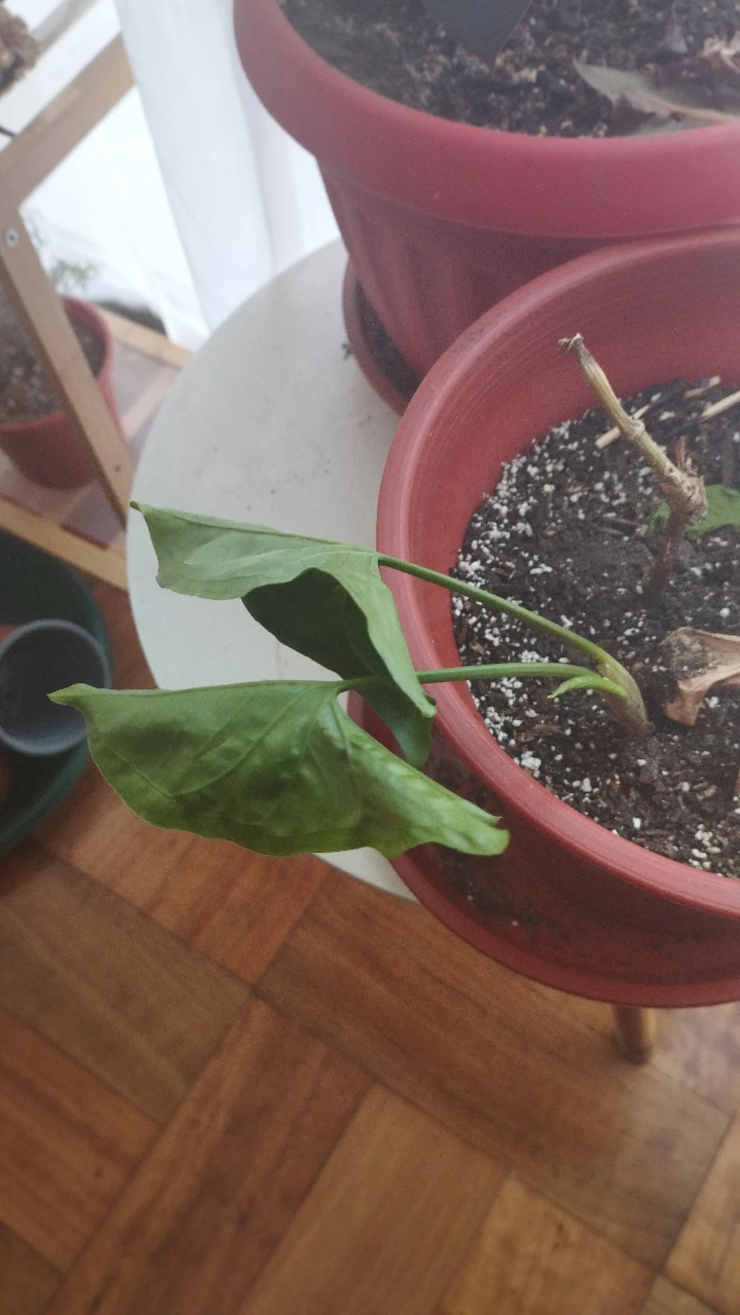 How to Treat Wilting Disease on Arrowhead plant?