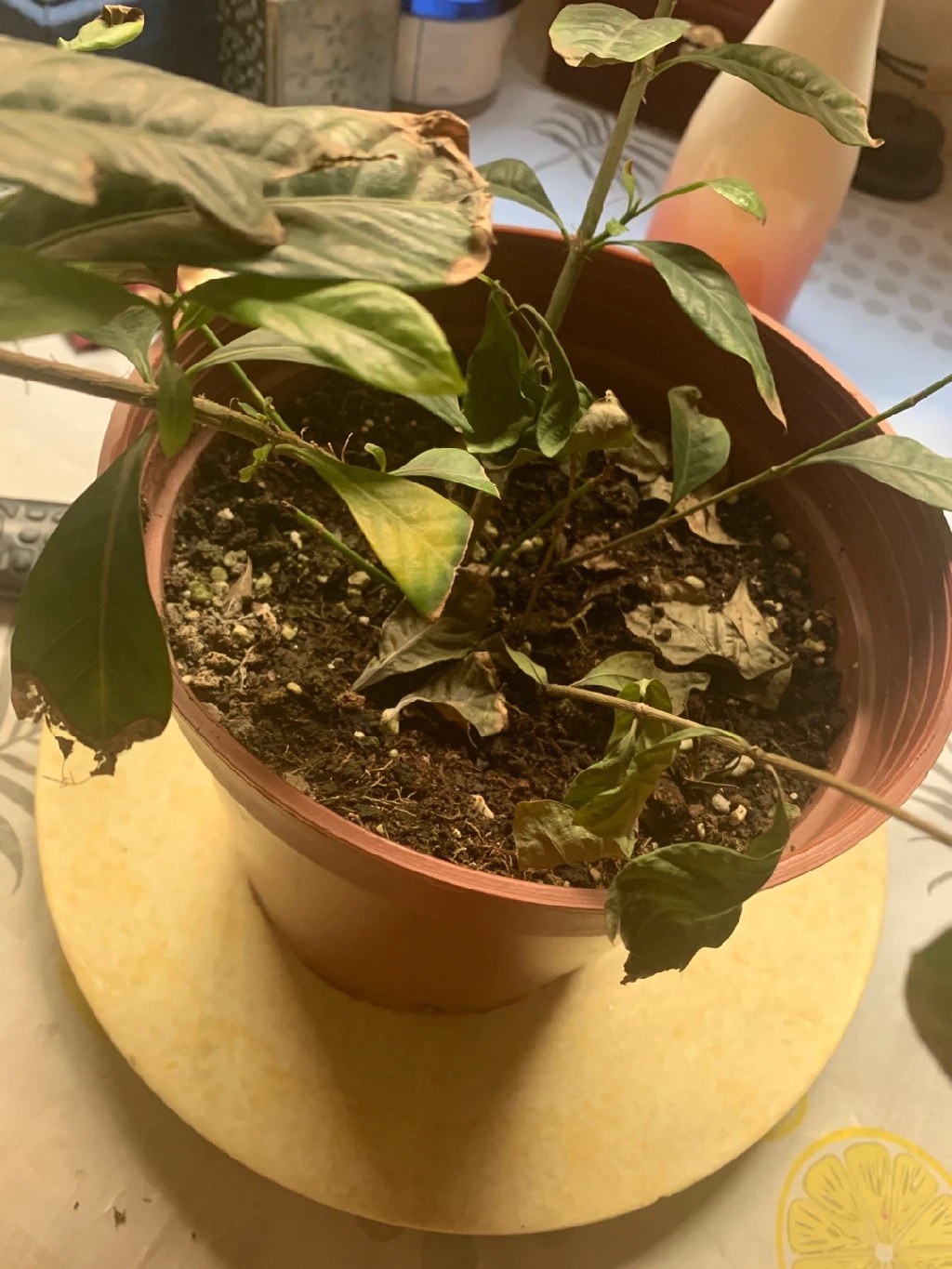 How to Treat Leaf rot Disease on Cape jasmine?