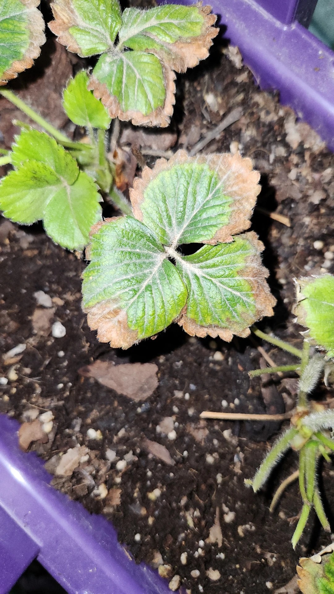 How to Treat Leaf blight Disease on Strawberry?