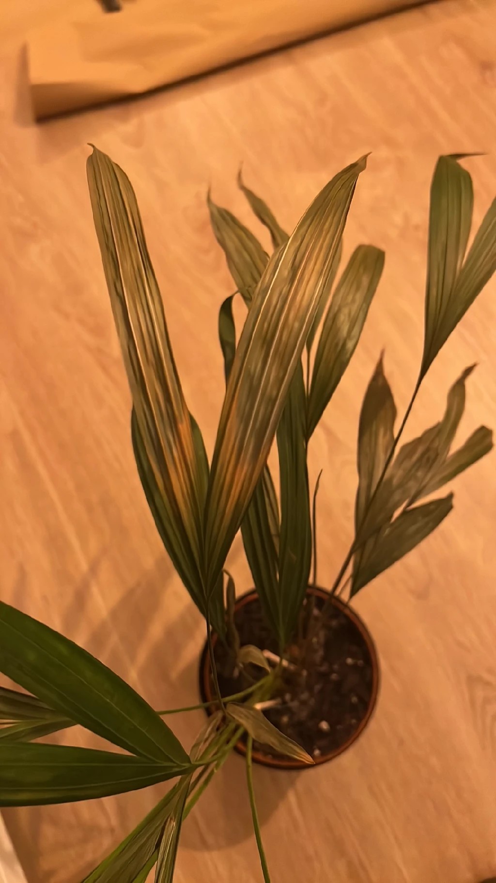 How to Treat Leaf blight Disease on Windmill palm?